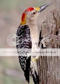 pitacoche-1.jpg Photo by gnmm17 | Photobucket