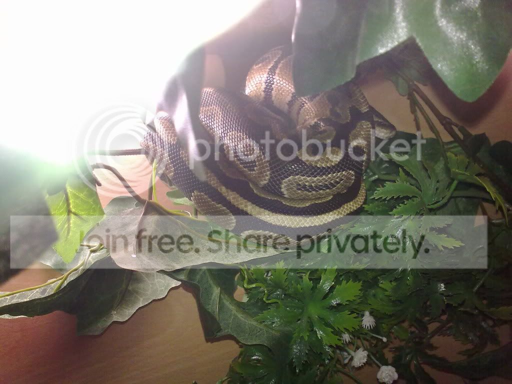 Is this a GTP??? | Reptile Forums