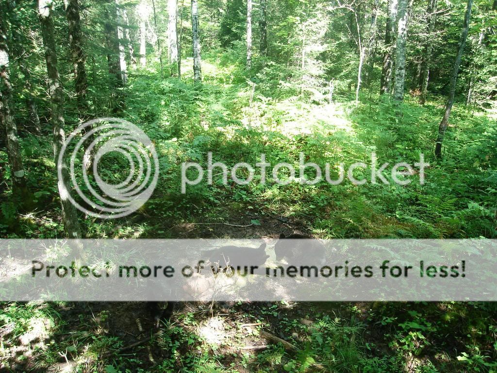 Future Camera Eaters! | Archery Talk Forum