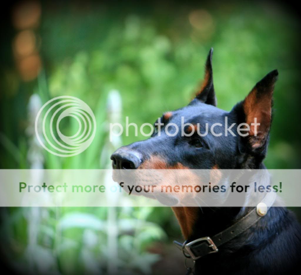 July Bella & Boon photos | Doberman Forum : Doberman Breed Dog Forums