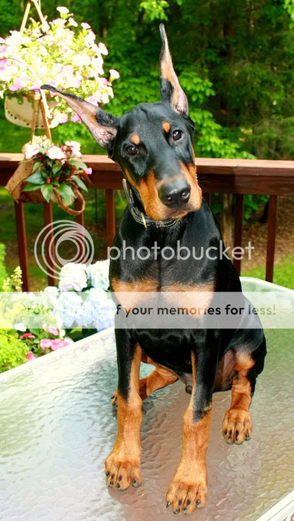 Boon - 4.5 months | Doberman Forum : Doberman Breed Dog Forums