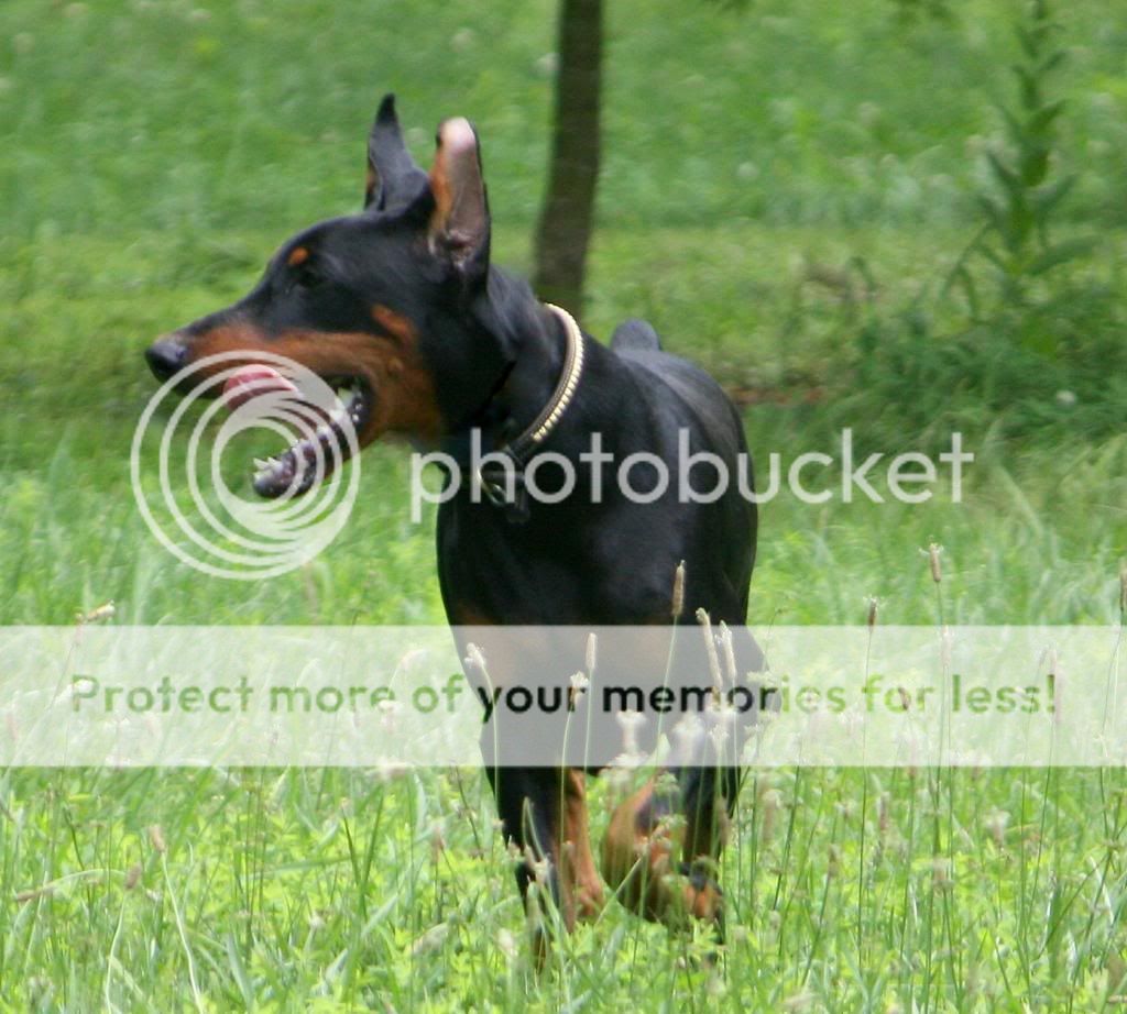 July Bella & Boon photos | Doberman Forum : Doberman Breed Dog Forums