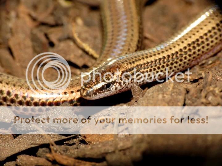 SAReptiles • View topic - Dwarf burrowing skink