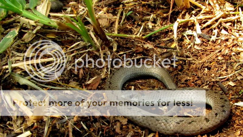 Zululand, KZN, South Africa. - Field Herp Forum