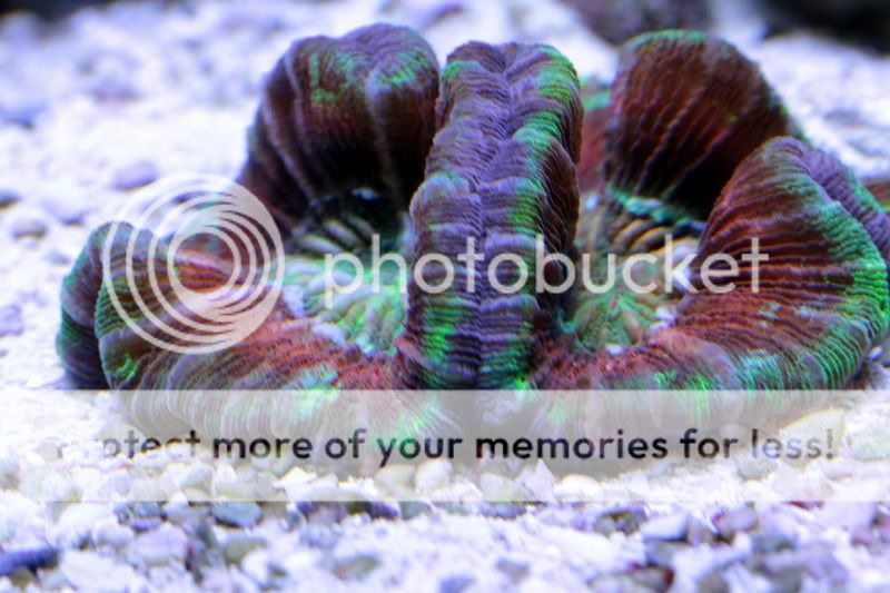 Trachyphyllia Care | Reef2Reef